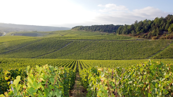 Weekend Getaway: Chablis Travel Guide - Paris Wine Girl