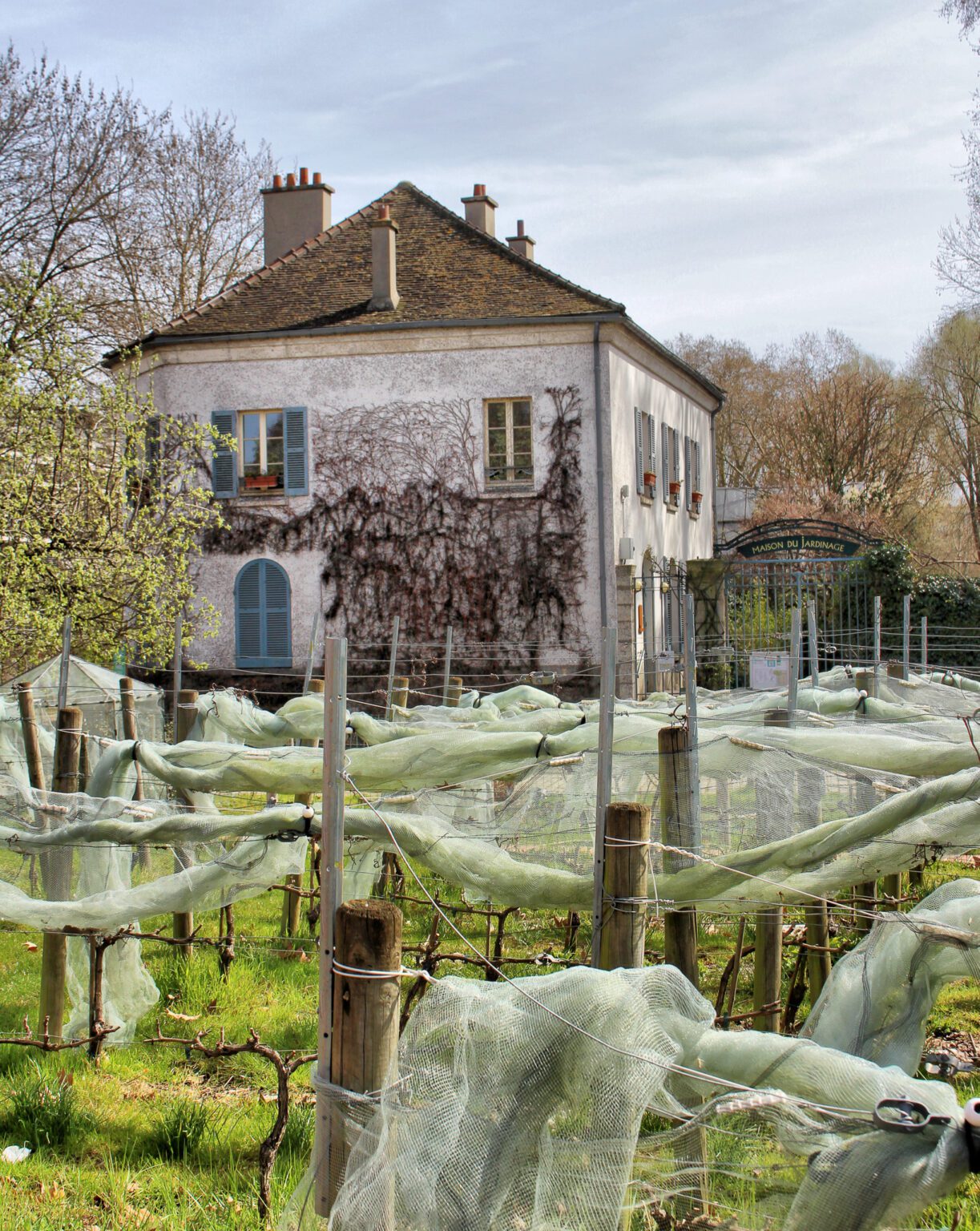 Secret Vines: Hidden Urban Vineyards In Paris - Paris Wine Girl