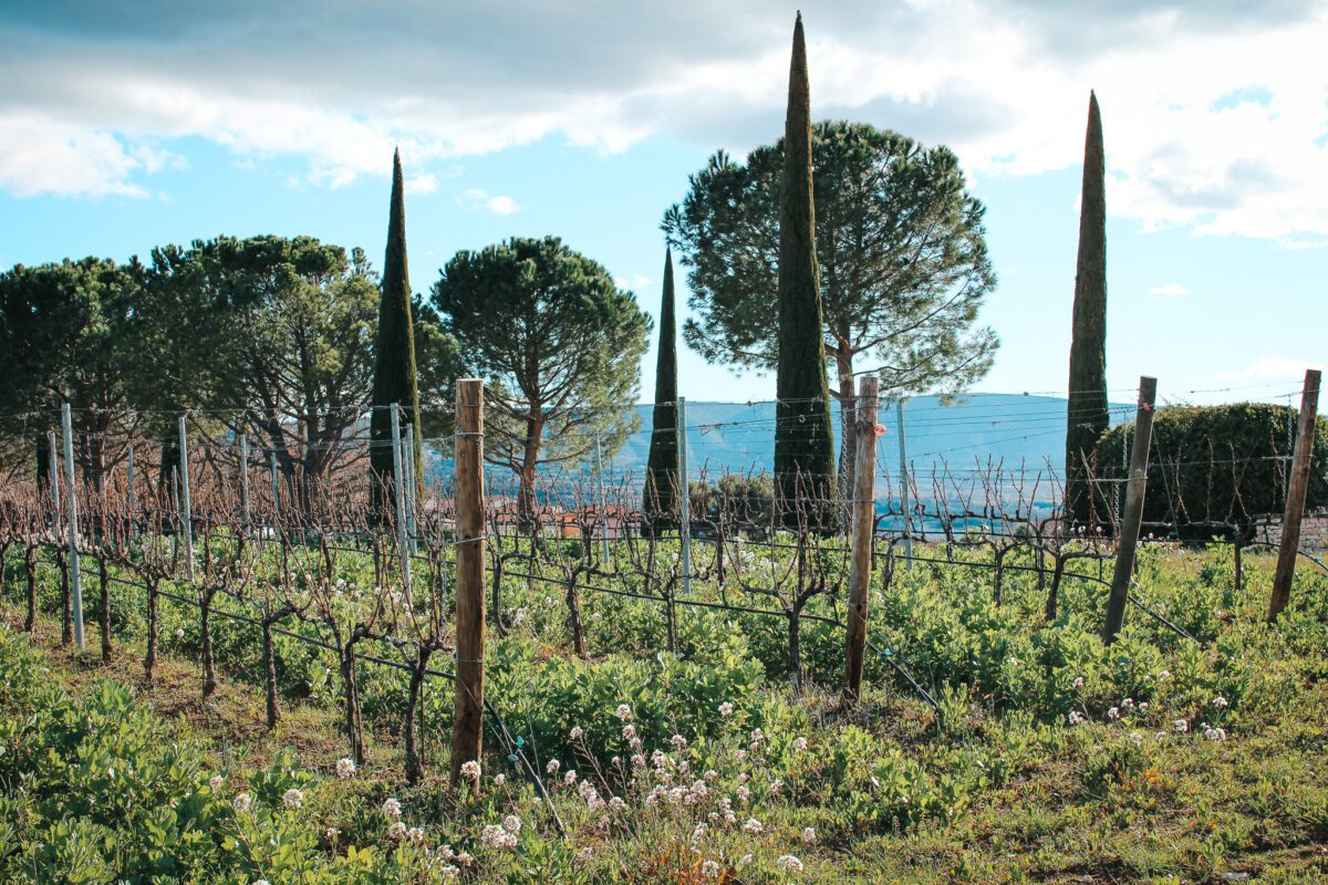 6 Major French Wine Regions And How To Get There - Paris Wine Girl